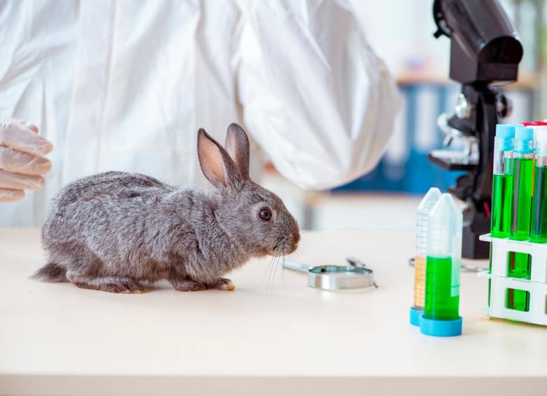 Prohibirían a la industria cosmética experimentar con animales
