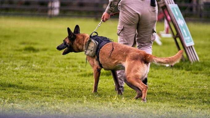 Chile – Viralización del accionar de un perro antidrogas - Diario Jurídico